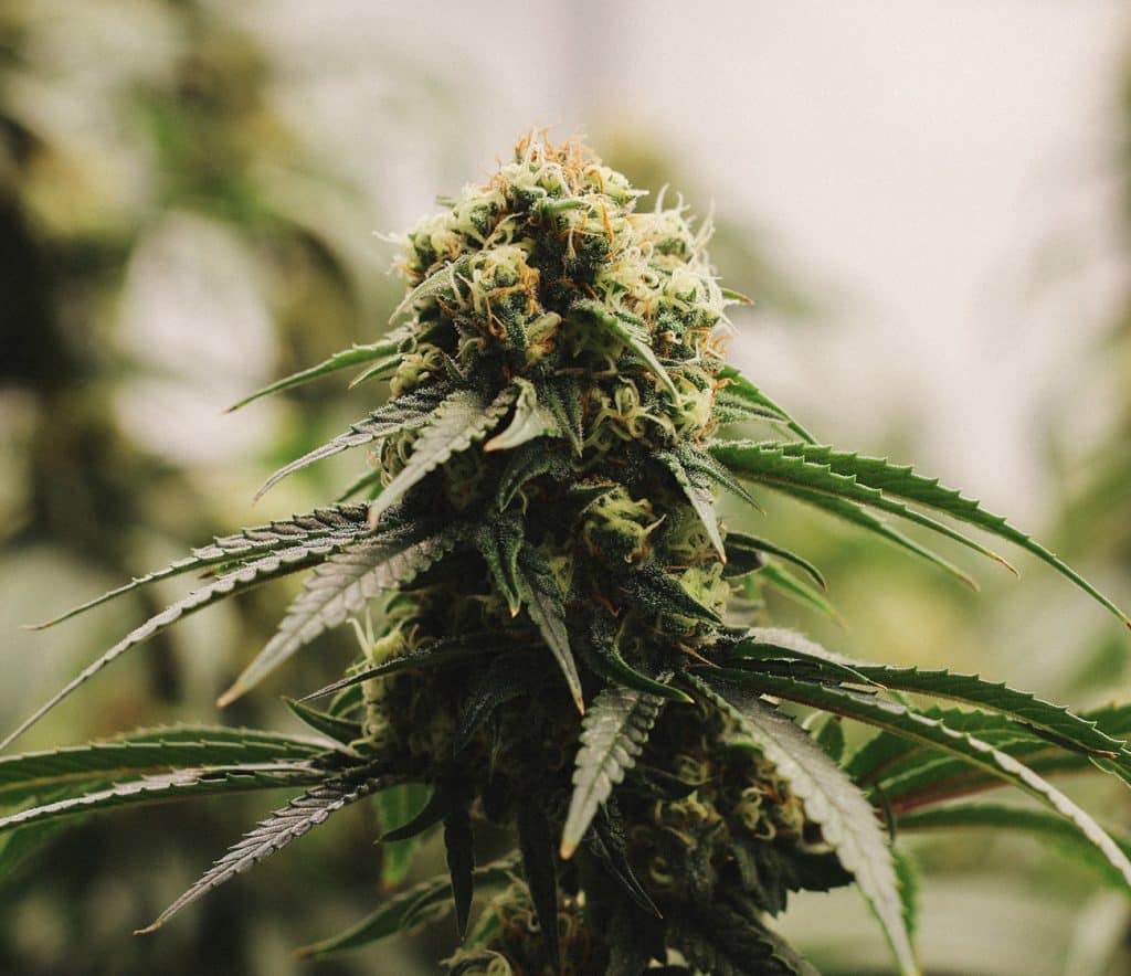 420: Meaning, Origin and the True Story to Know